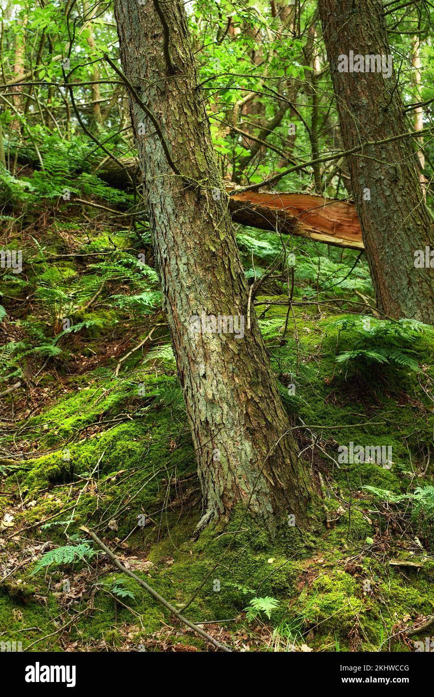 Western hemlock tree hi-res stock photography and images - Alamy
