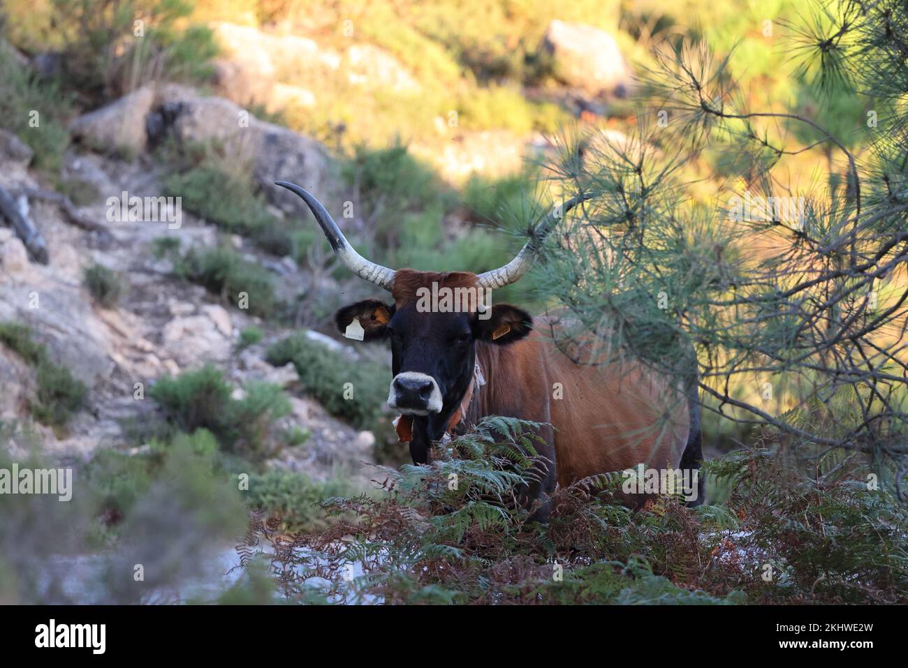 The Maronesa cow is a traditional Portuguese mountain cattle breed excellent for its meat and ...