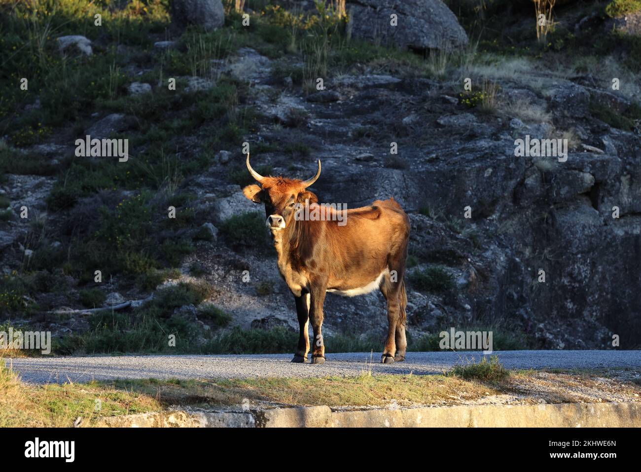 Portuguese beef cattle hi-res stock photography and images - Alamy