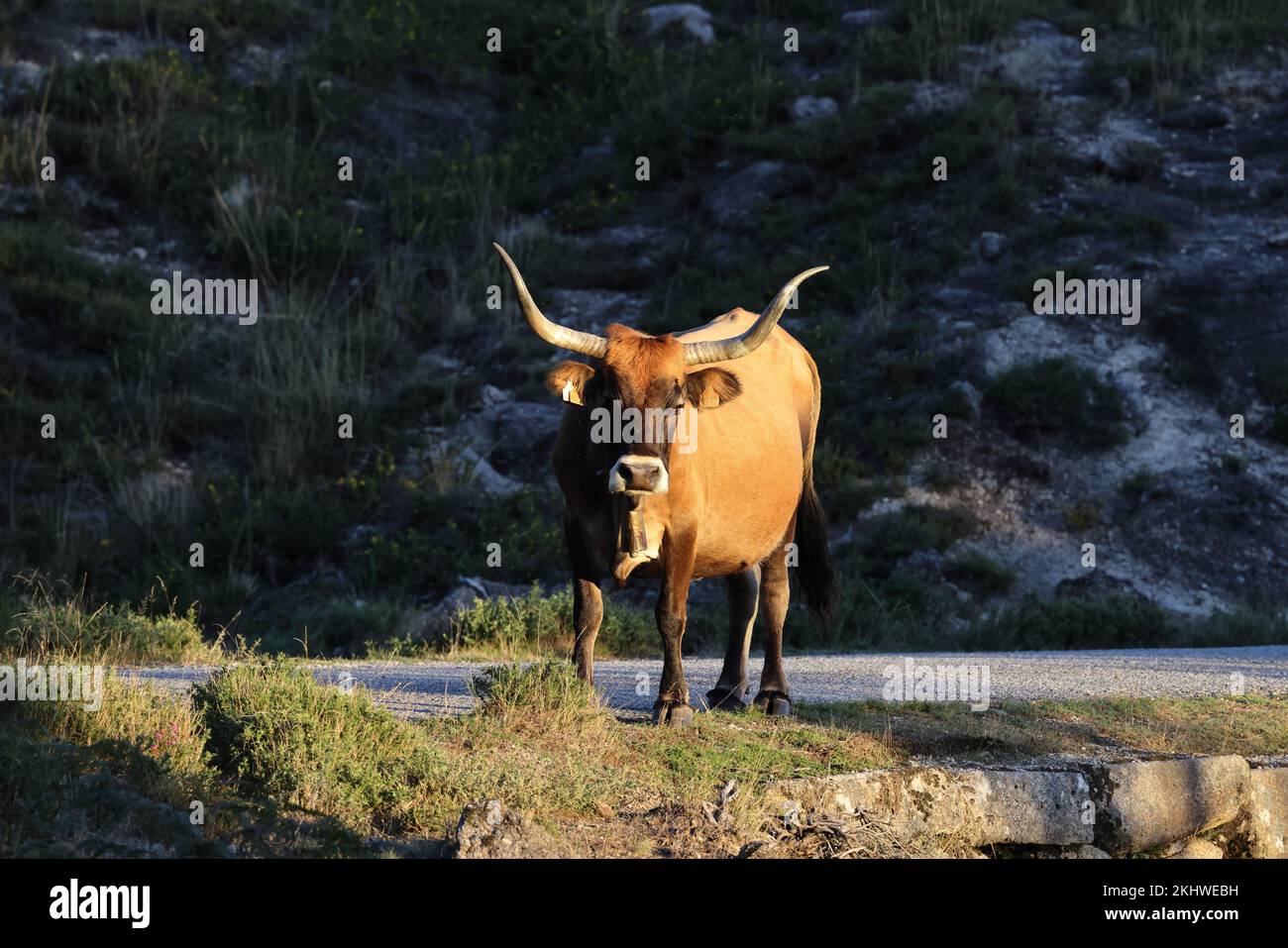 The Maronesa cow is a traditional Portuguese mountain cattle breed excellent for its meat and ...