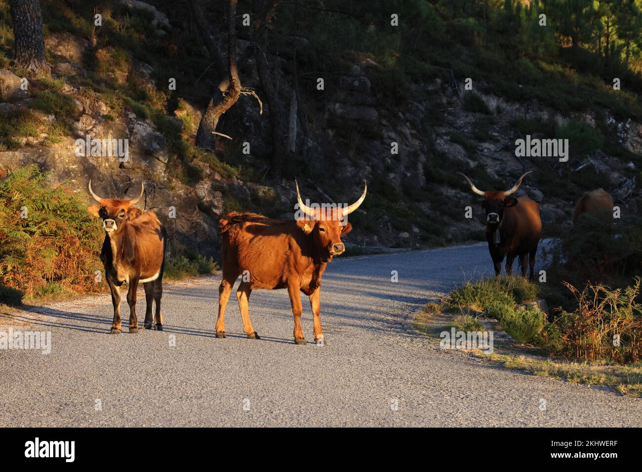 The Maronesa cow is a traditional Portuguese mountain cattle breed excellent for its meat and ...