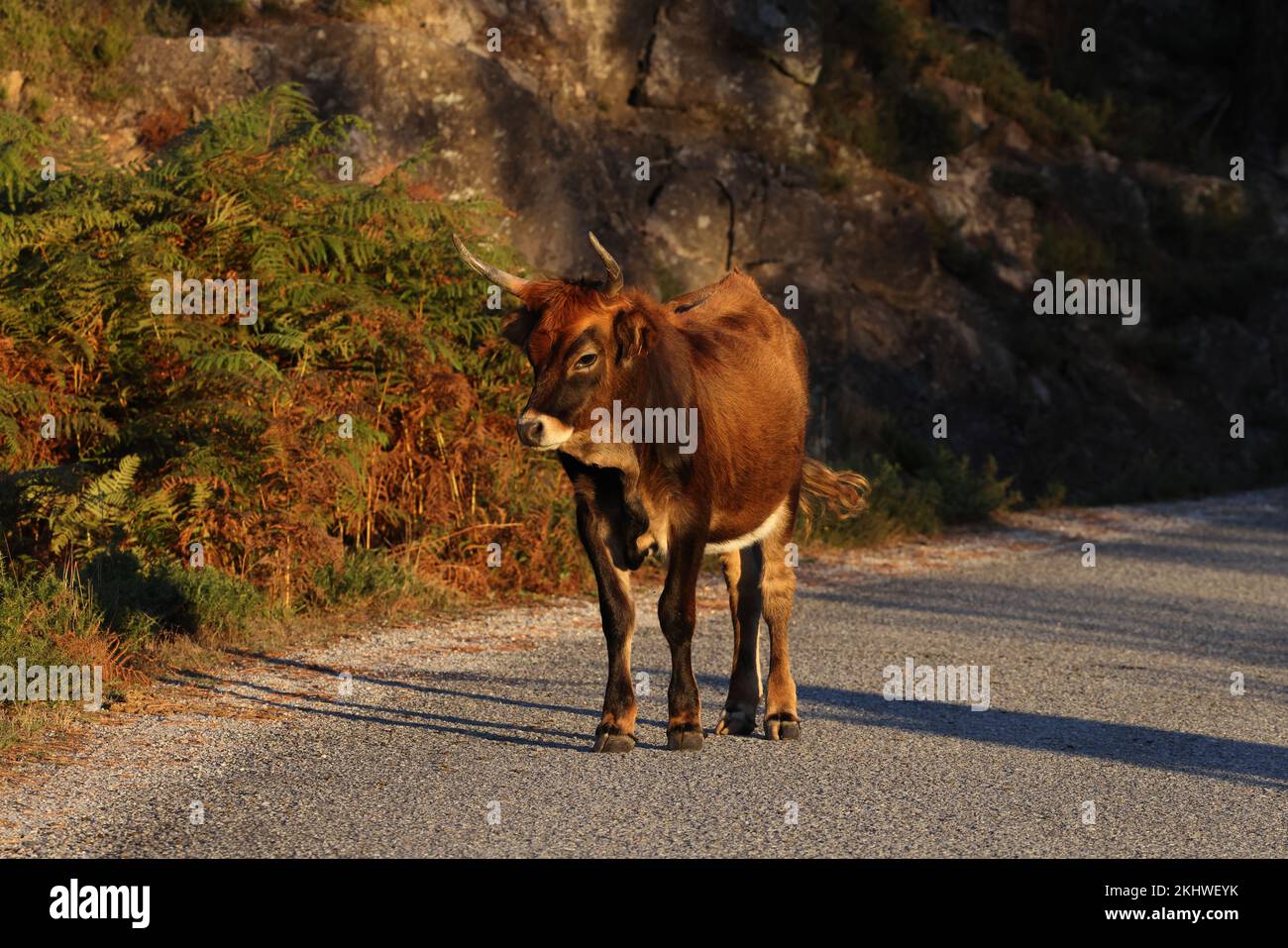 The Maronesa cow is a traditional Portuguese mountain cattle breed ...