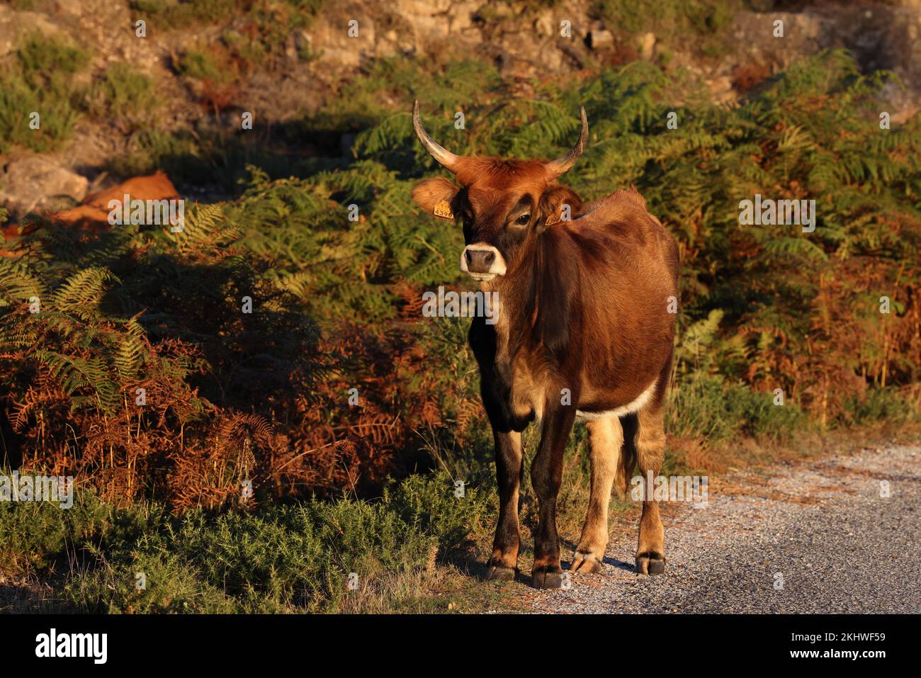 The Maronesa cow is a traditional Portuguese mountain cattle breed ...