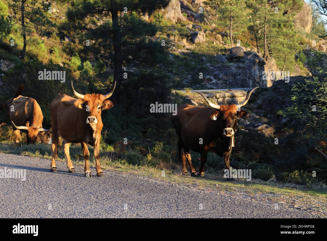 The Maronesa cow is a traditional Portuguese mountain cattle breed ...