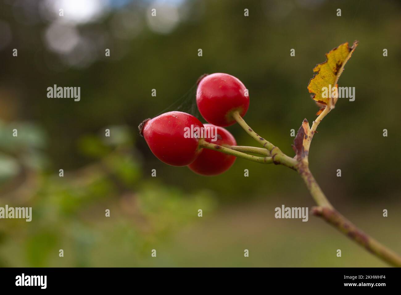Red berries of rose hip at blue blurred nature background Stock Photo ...