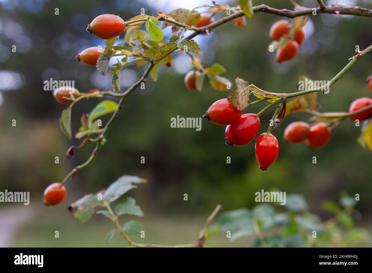Red berries of rose hip at blue blurred nature background Stock Photo ...