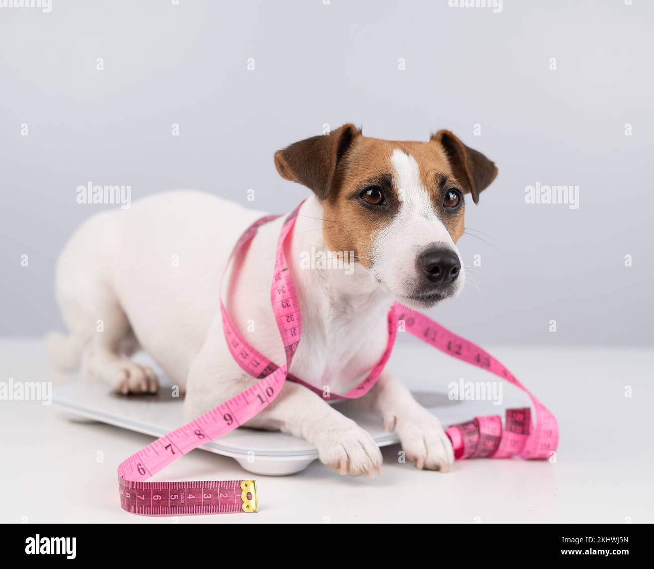 Dog jack russell terrier stands on a scale with a measuring tape Stock ...