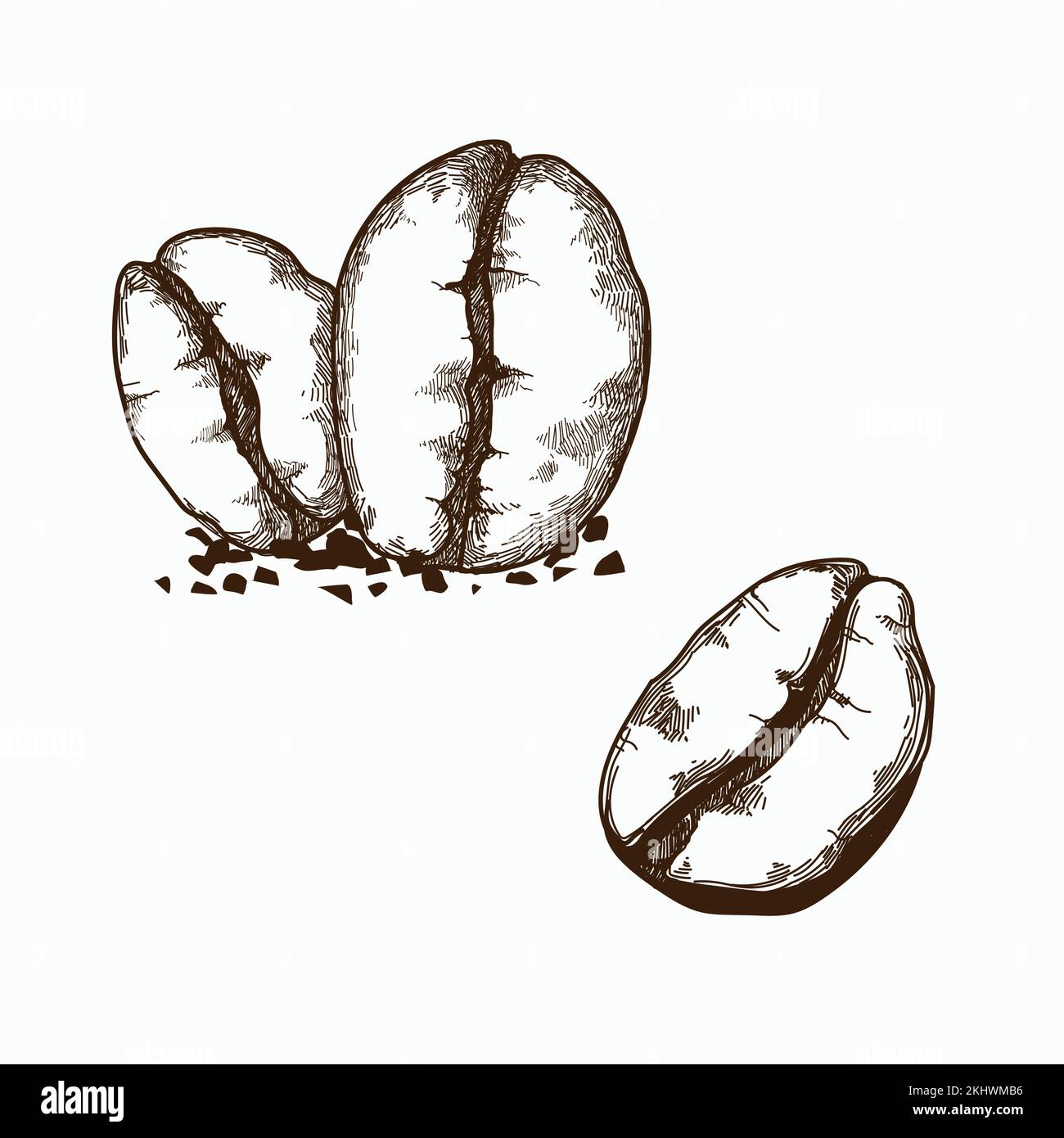 Illustration of a coffee bean Stock Vector Image & Art - Alamy