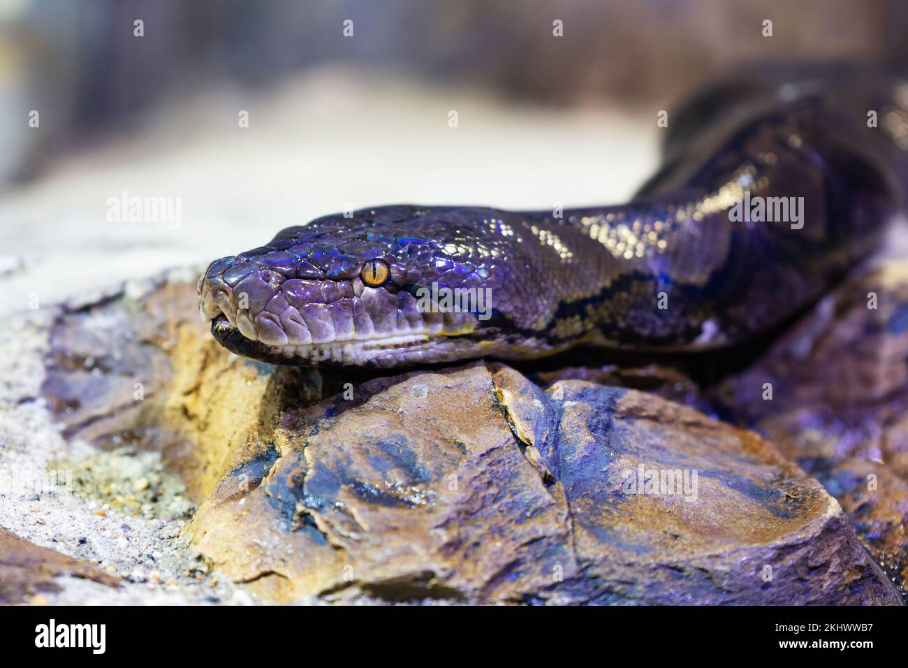 Reticulated python snake. Reptile and reptiles. Amphibian and ...