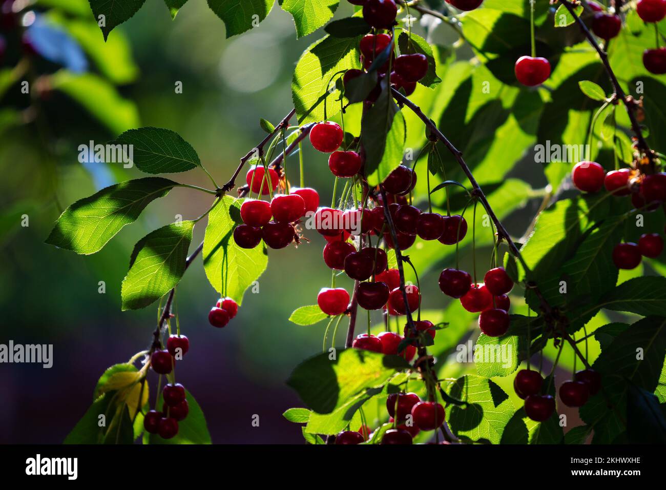 Sour cherry and cherries. Fruit and vegetables. Plant and plants. Tree ...