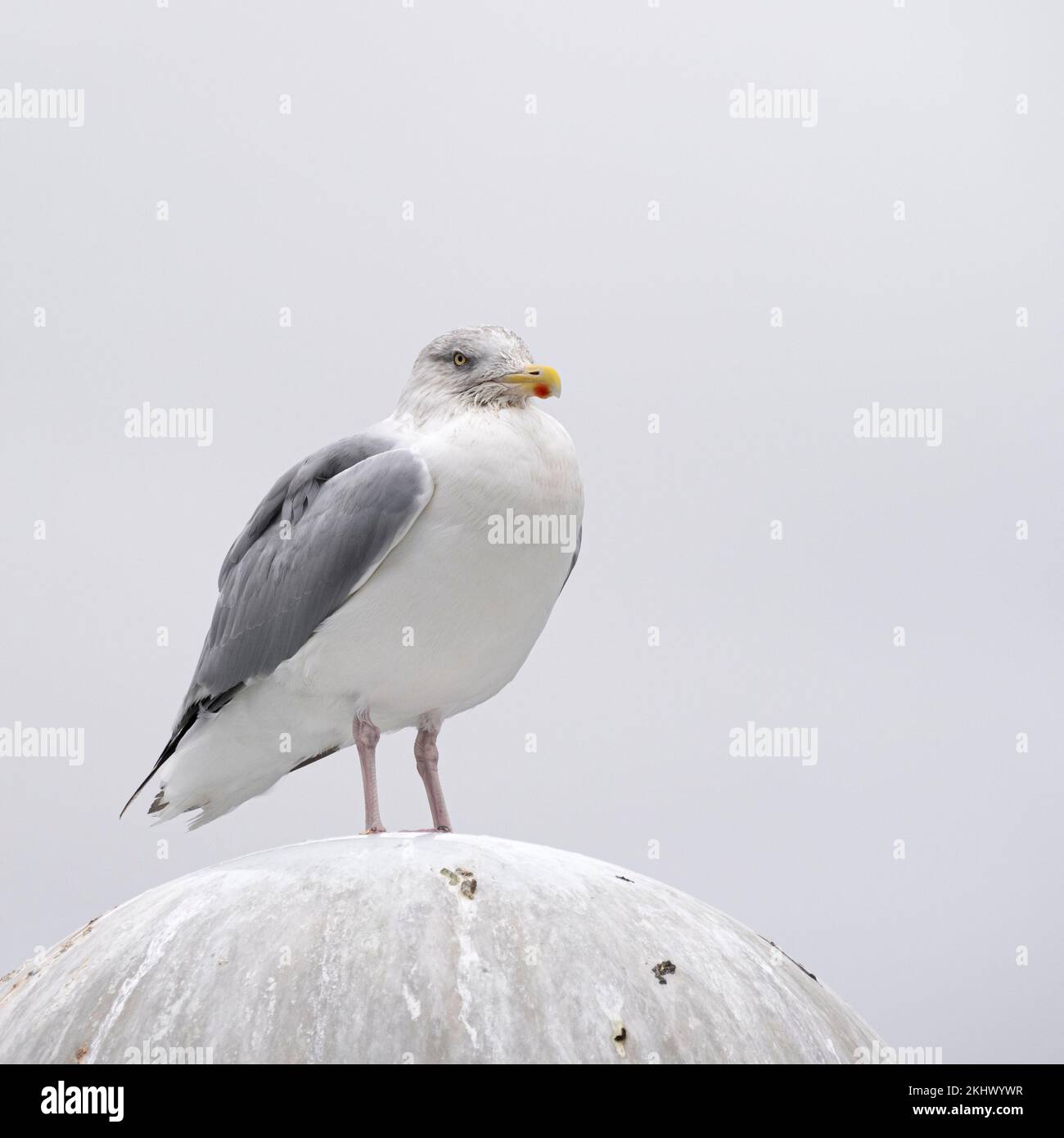 A herring gull on top of a harbour building at Ullapool Stock Photo - Alamy