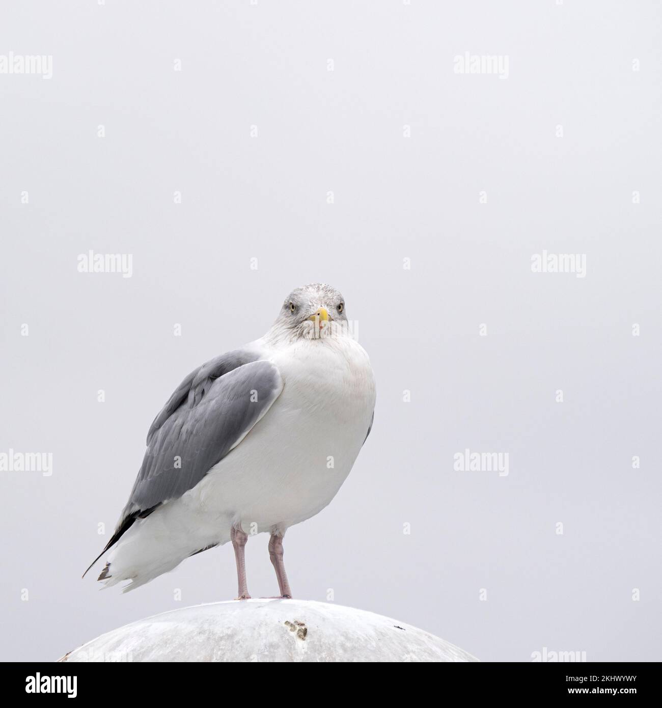 A herring gull on top of a harbour building at Ullapool Stock Photo - Alamy