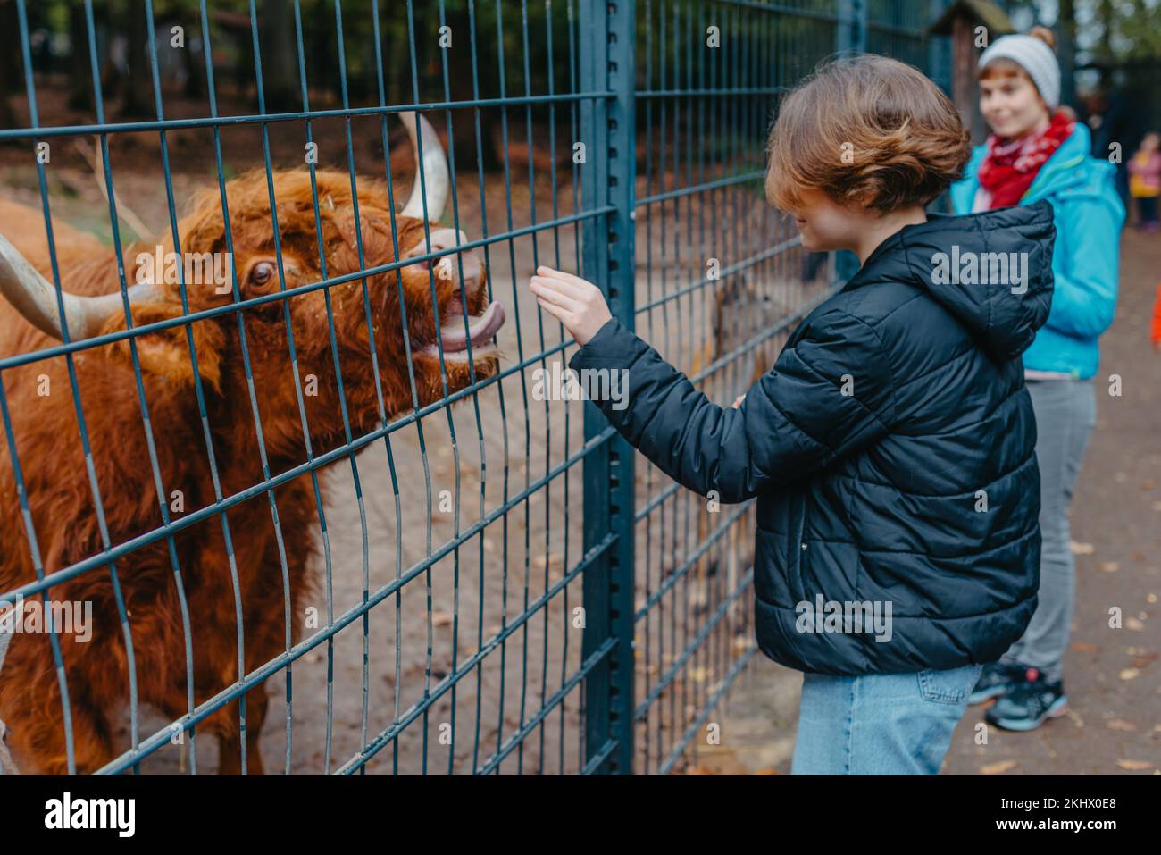 Beautiful little girl in black coat feeding buffalo. Grl feeding ...