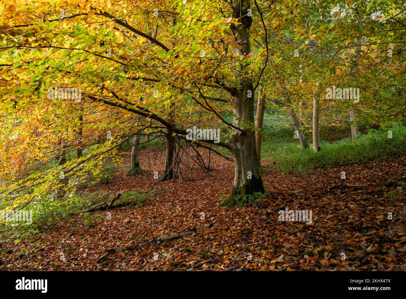 Autumn colours in Millington Woods near Pocklington on the Yorkshire ...