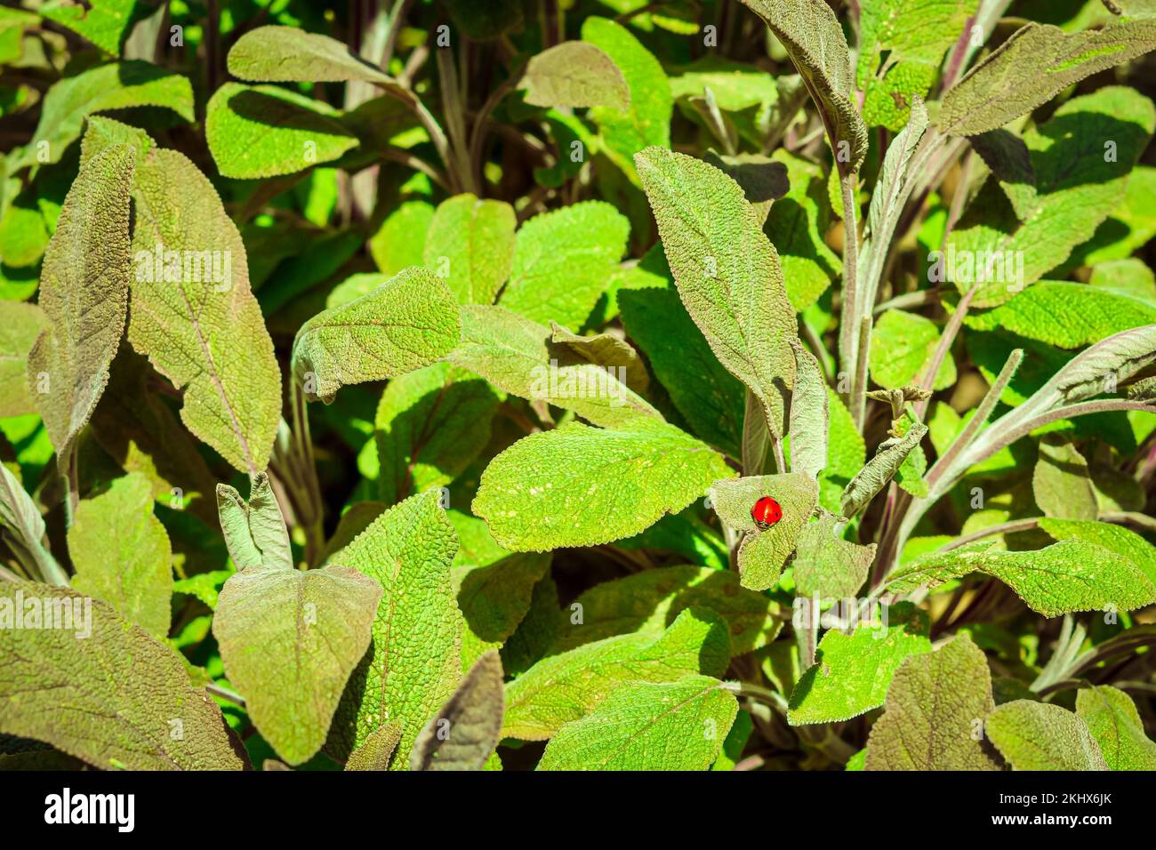 A closeup shot of a small ladybug standing on a green leaf found in ...