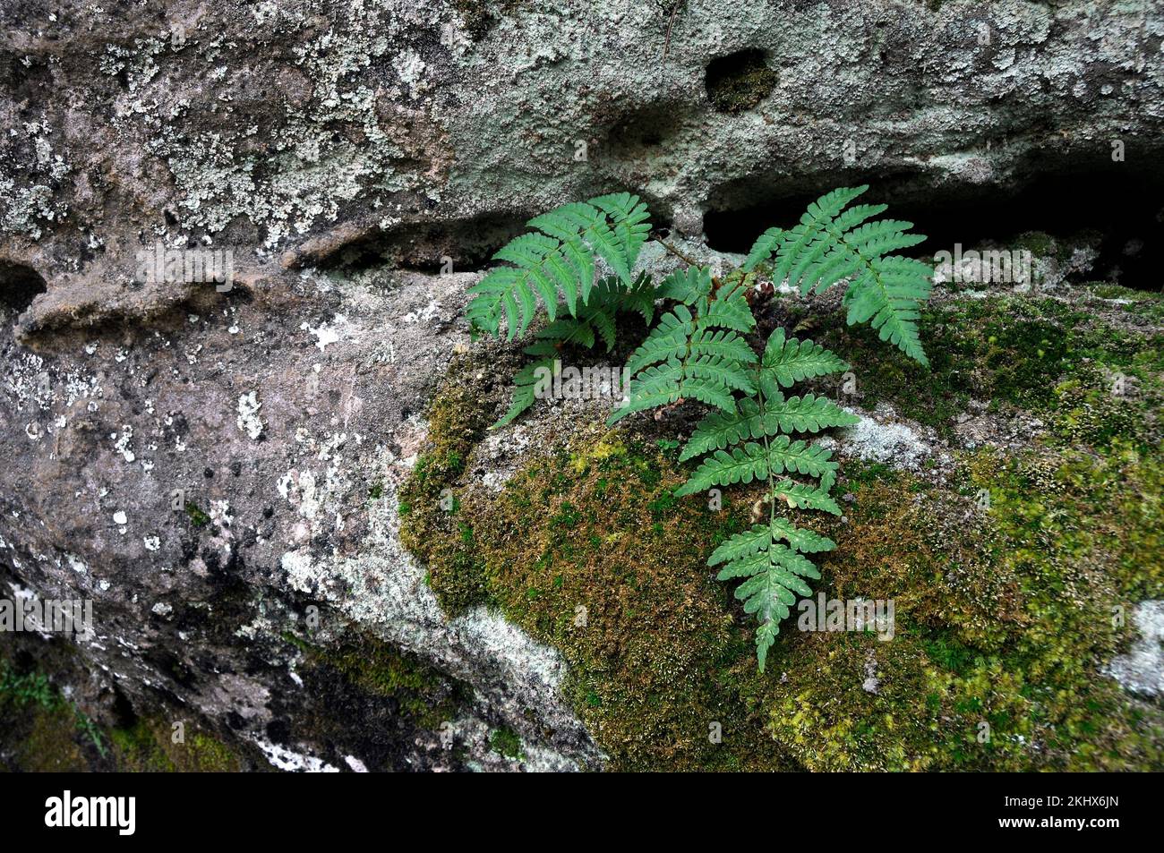 Plant in between the rocks hi-res stock photography and images - Alamy