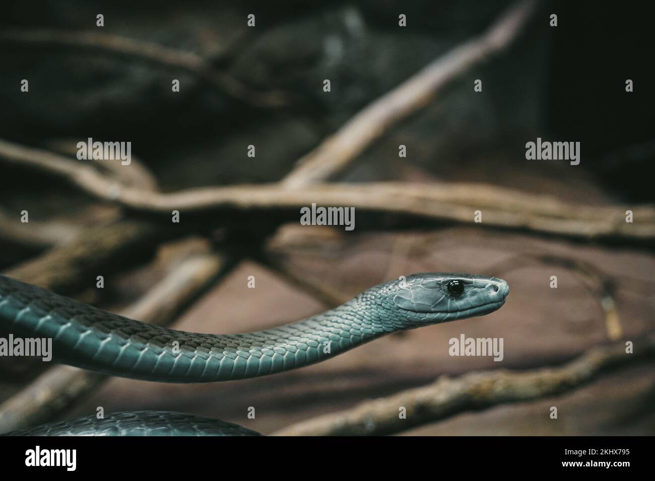 Black Mamba Eyes