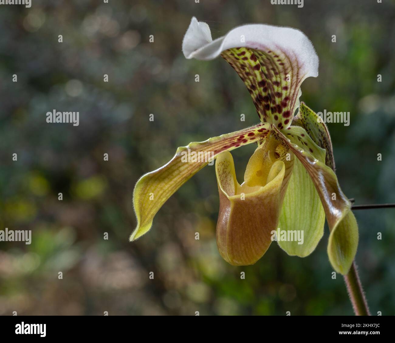 Orchid paphiopedilum gratrixianum hi-res stock photography and images - Alamy