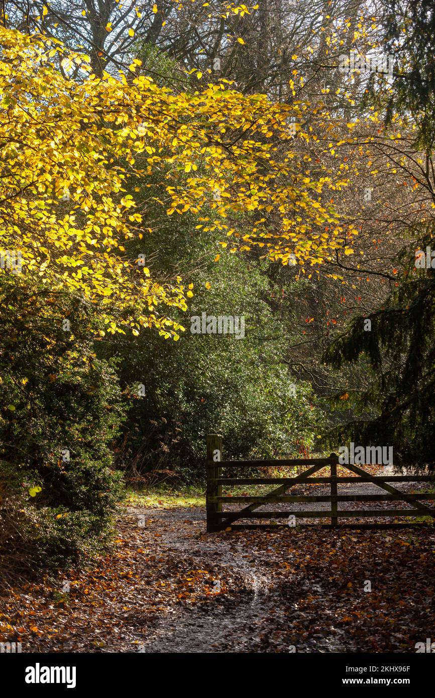 A five bar gate in Balbirnie Park, Fife Stock Photo - Alamy