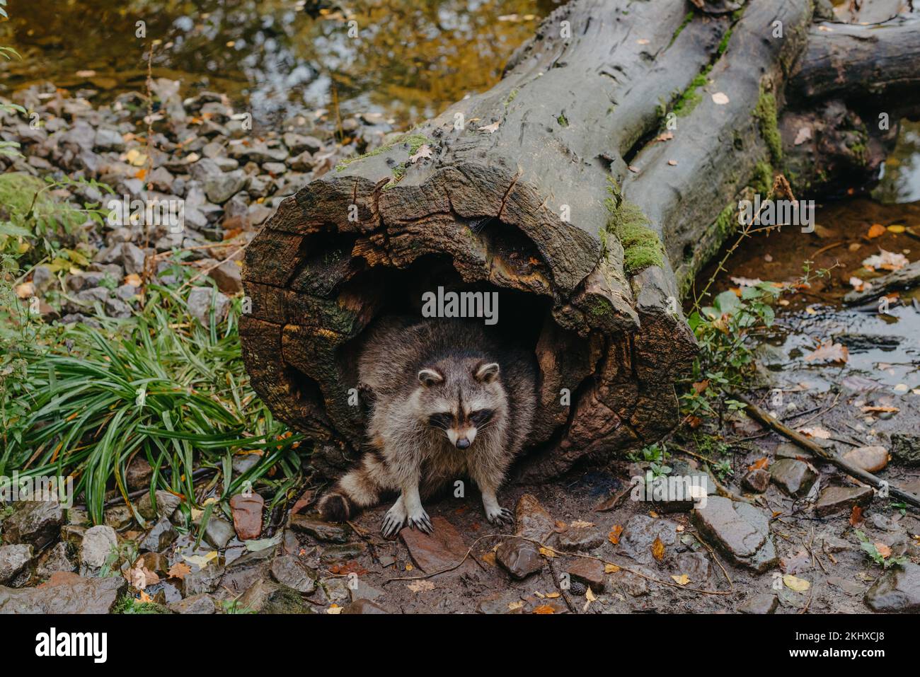 Gorgeous raccoon cute peeks out of a hollow in the bark of a large tree ...