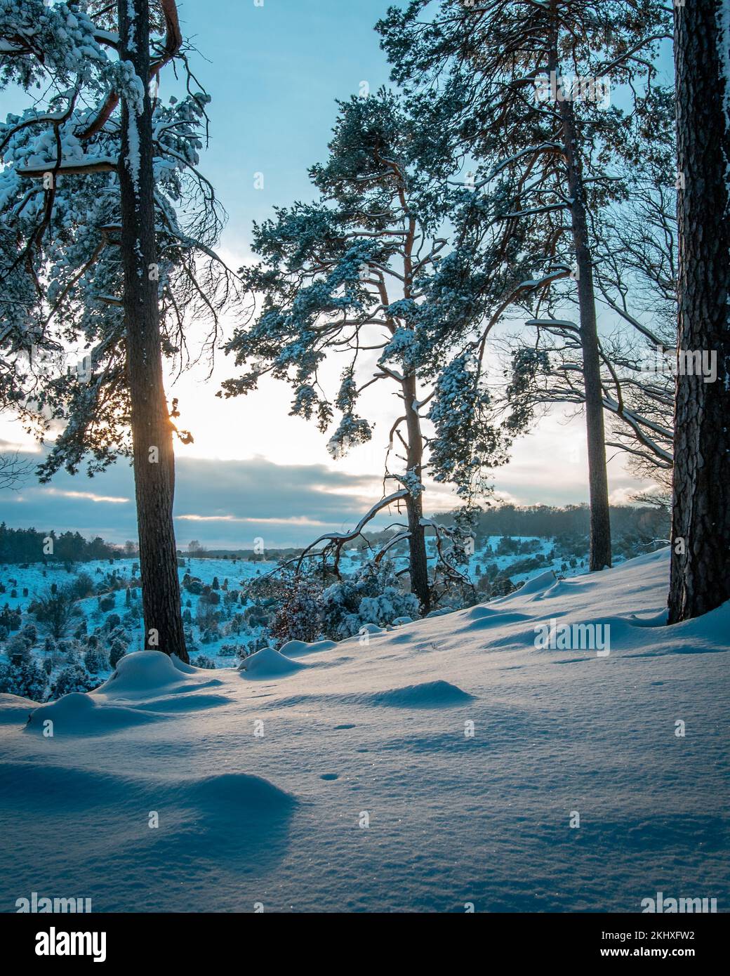 The ground and trees covered in snow in Luneburg Heath, Germany Stock ...
