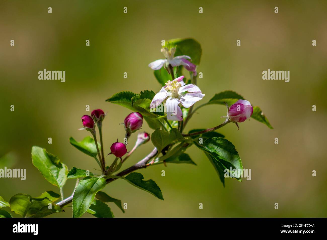 Black cherry tree north carolina hi-res stock photography and images ...