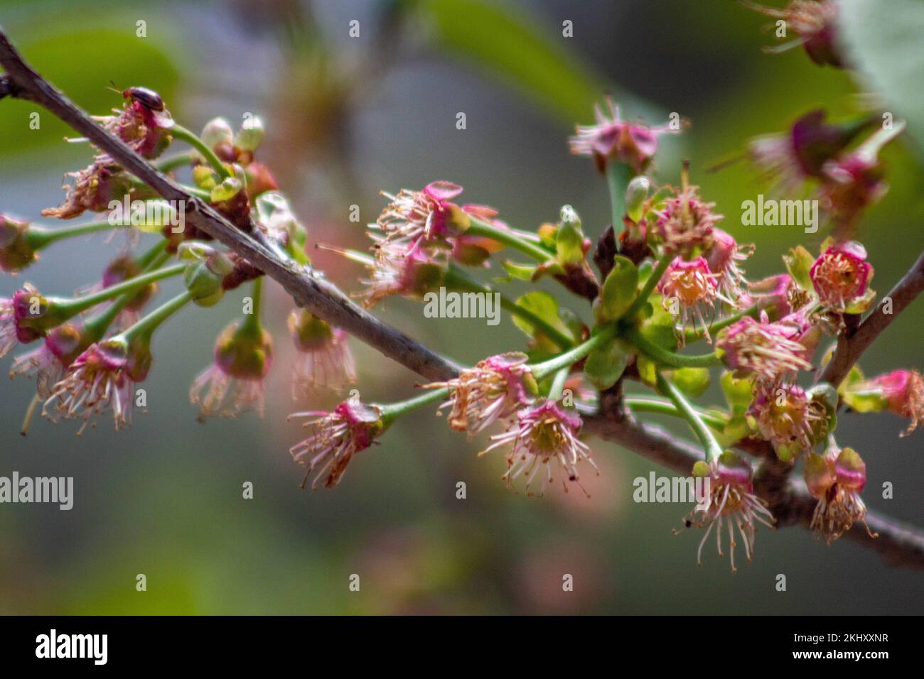 Black cherry tree north carolina hi-res stock photography and images ...