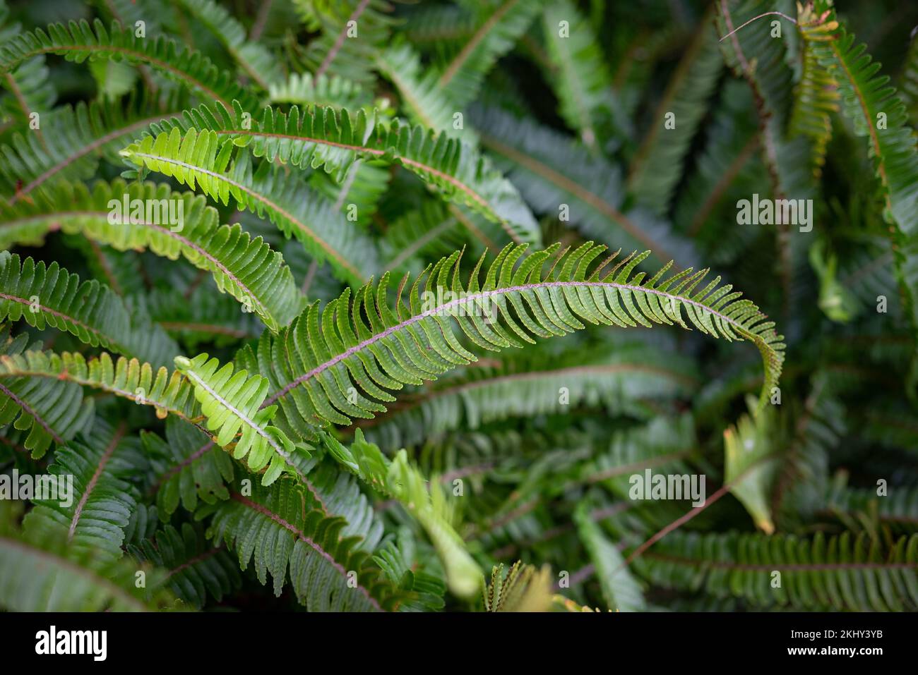 Fern leaves background. Mostly blurred foliage of ladder fern Stock ...