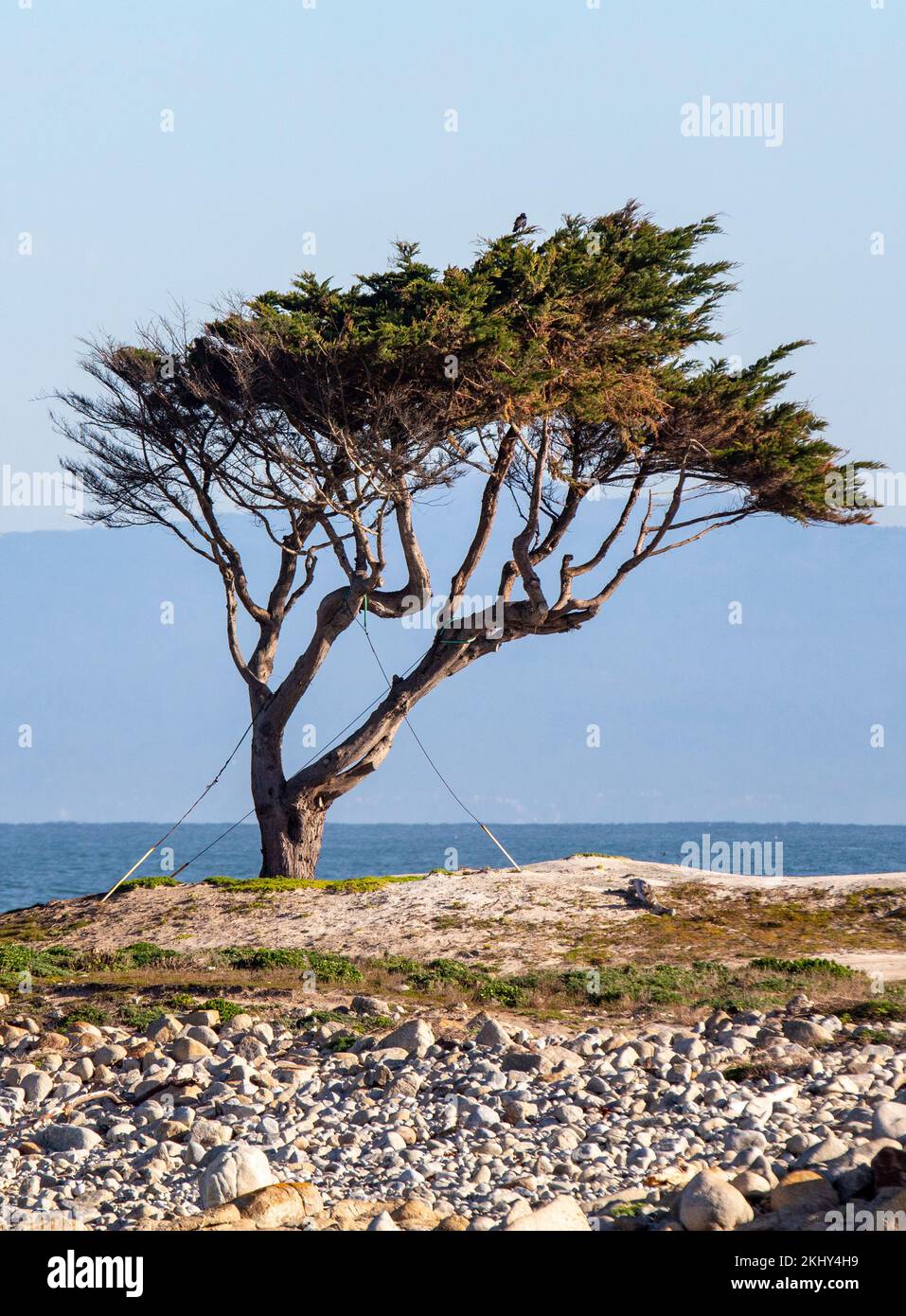 scenic pine tree at the seventeen mile drive near Pebble Beach, USA ...