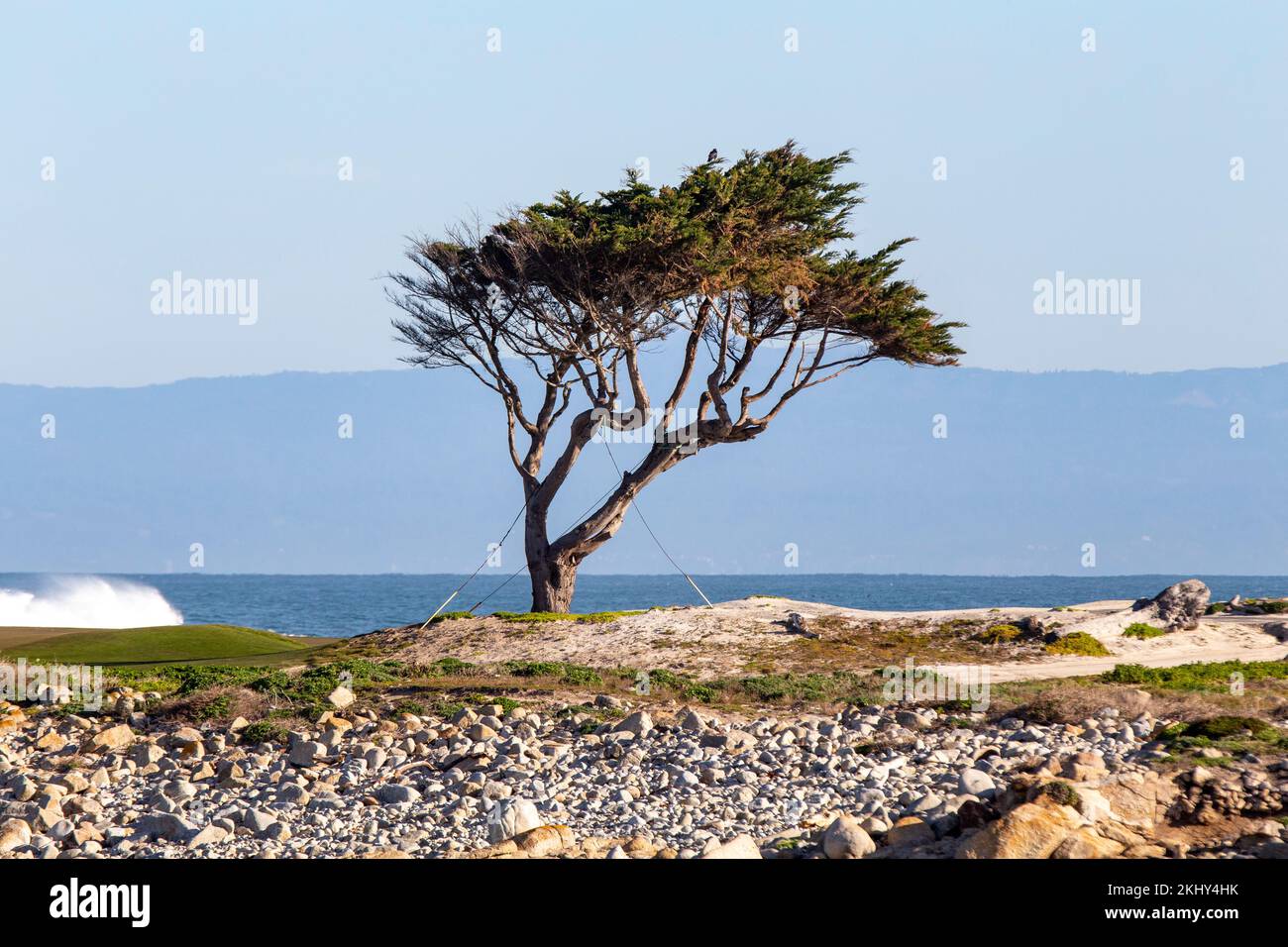 scenic pine tree at the seventeen mile drive near Pebble Beach, USA ...