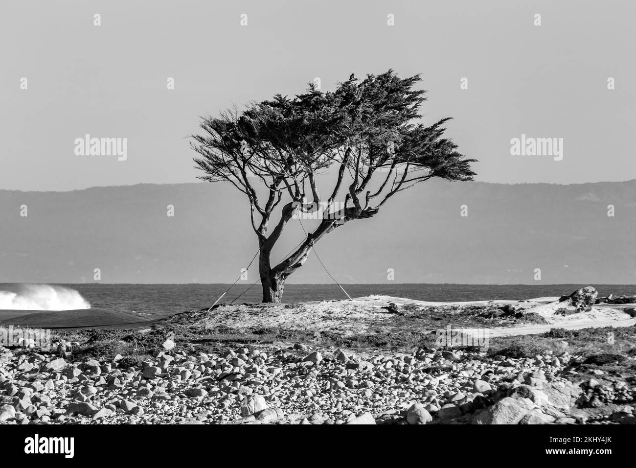scenic pine tree at the seventeen mile drive near Pebble Beach, USA ...