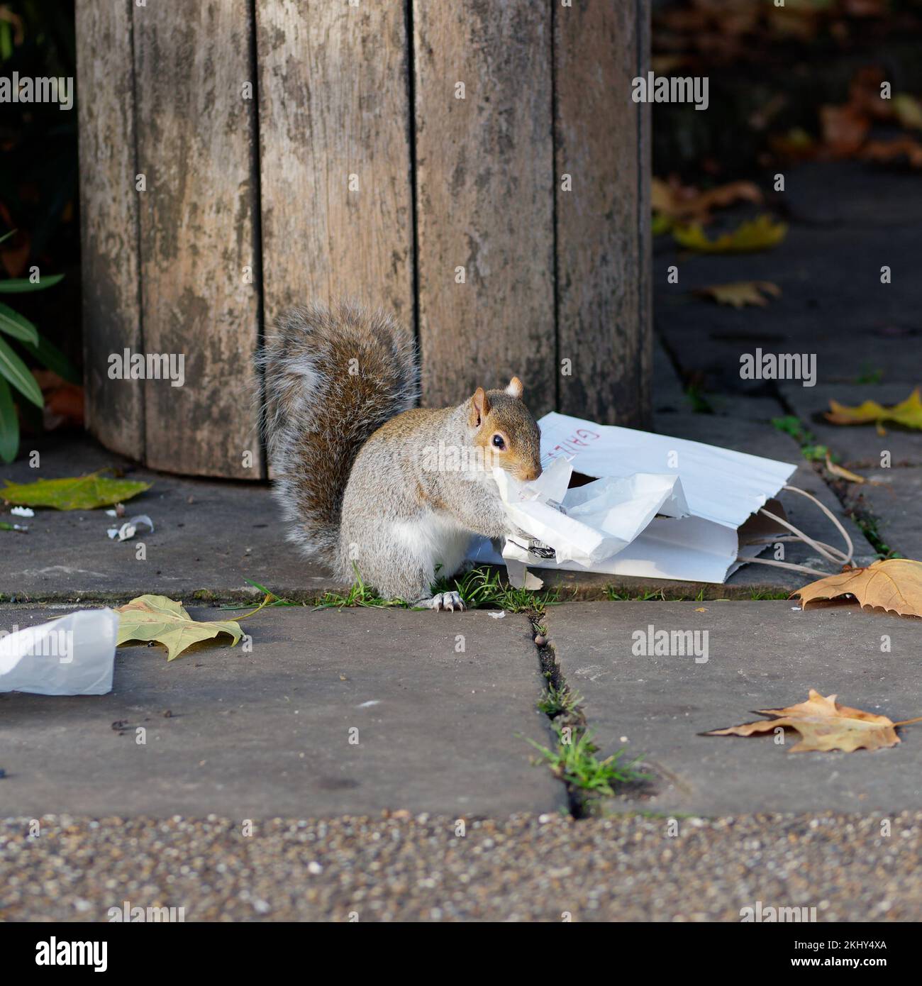 Squirrel goes through a discarded paper bag and serviettes with autumn ...