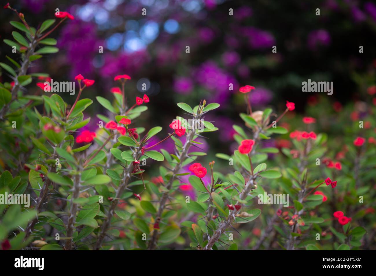 Red flowers of Crown of thorns or Christ plant with purple ...