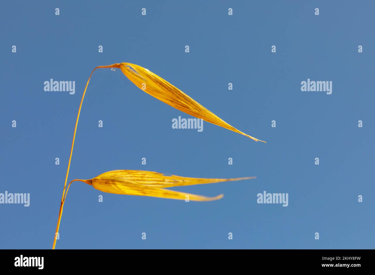 detail of wild reed grass plant under blue sky Stock Photo - Alamy