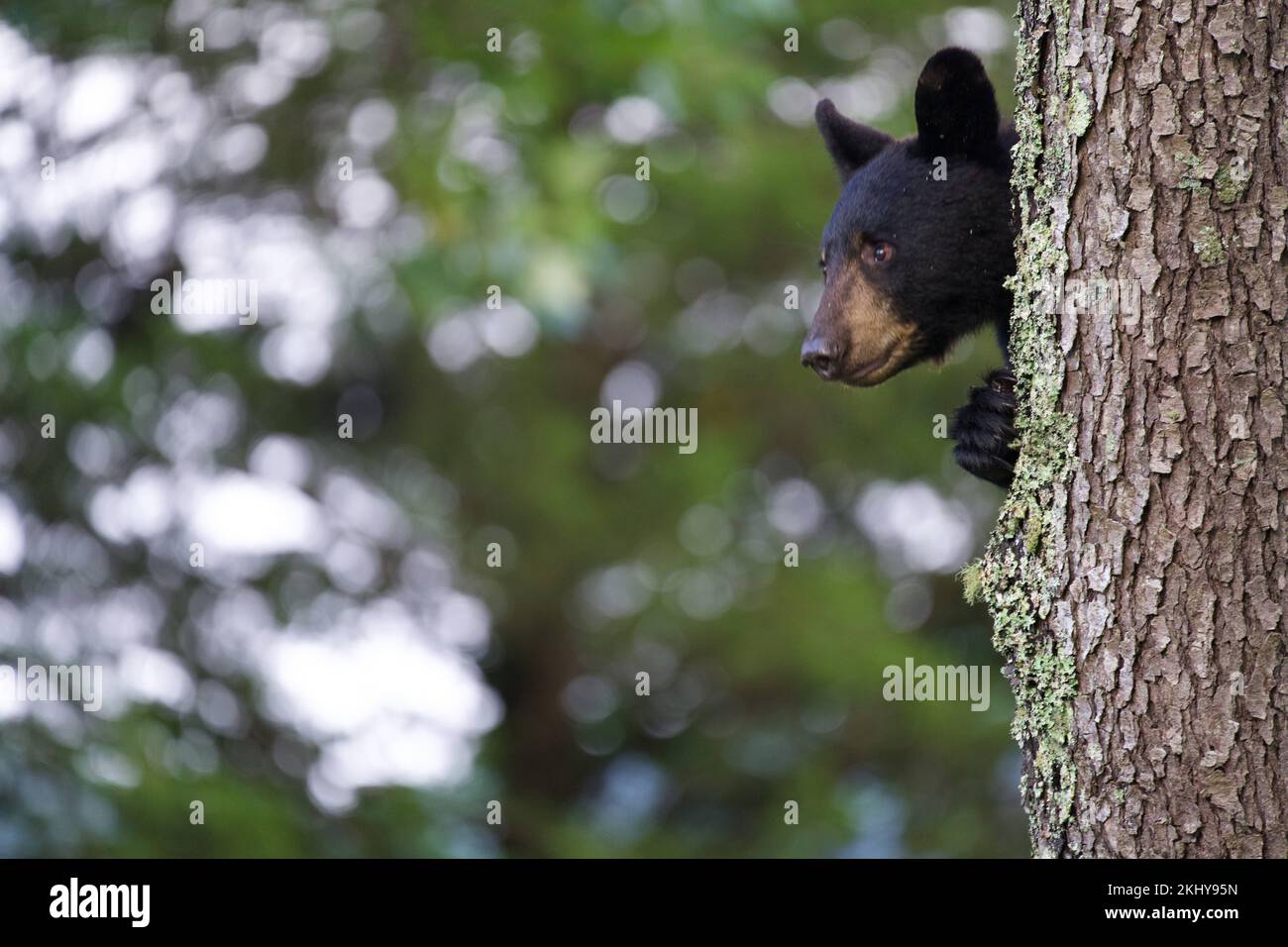 A close-up shot of a black bear looking behind a tree with blurry trees ...