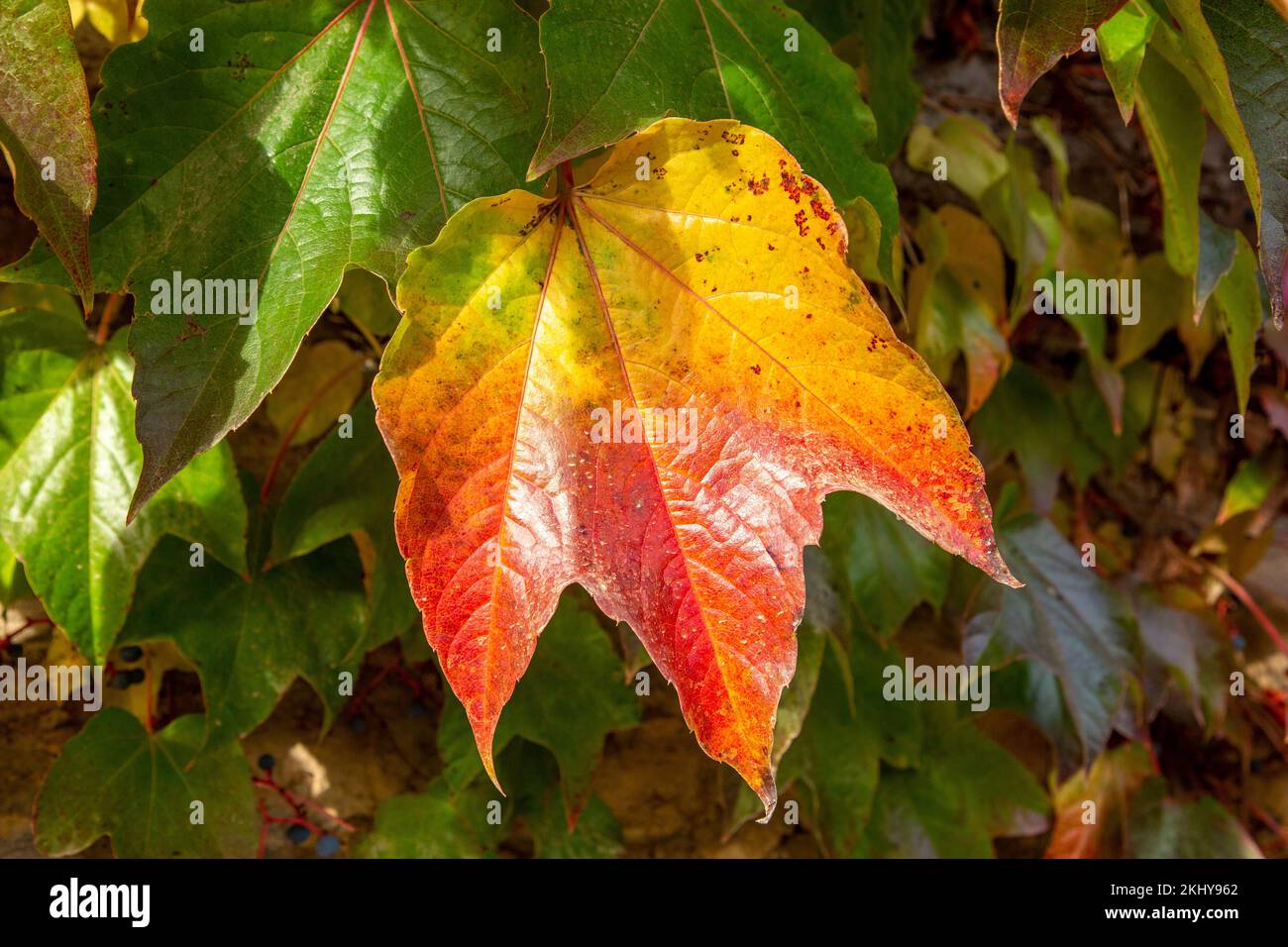 scenic maple leaf in indian summer colors Stock Photo - Alamy