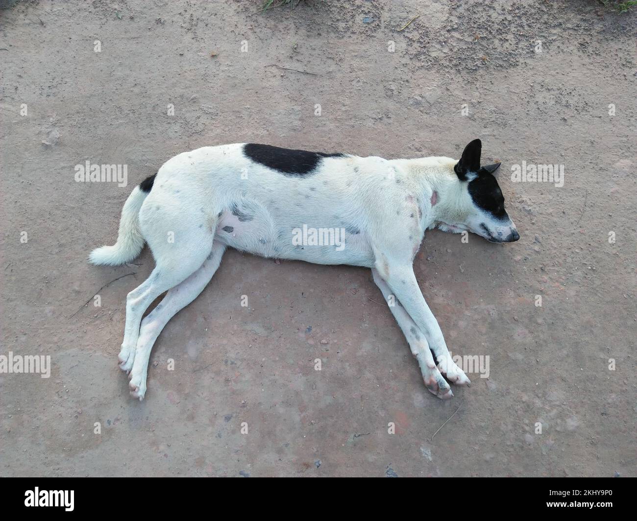 Sleep dog outside hi-res stock photography and images - Alamy