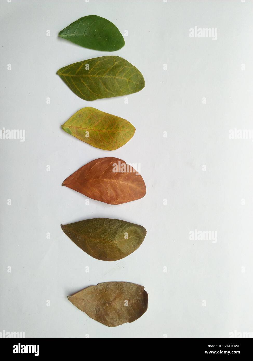 Leaf life cycle Stock Photo - Alamy