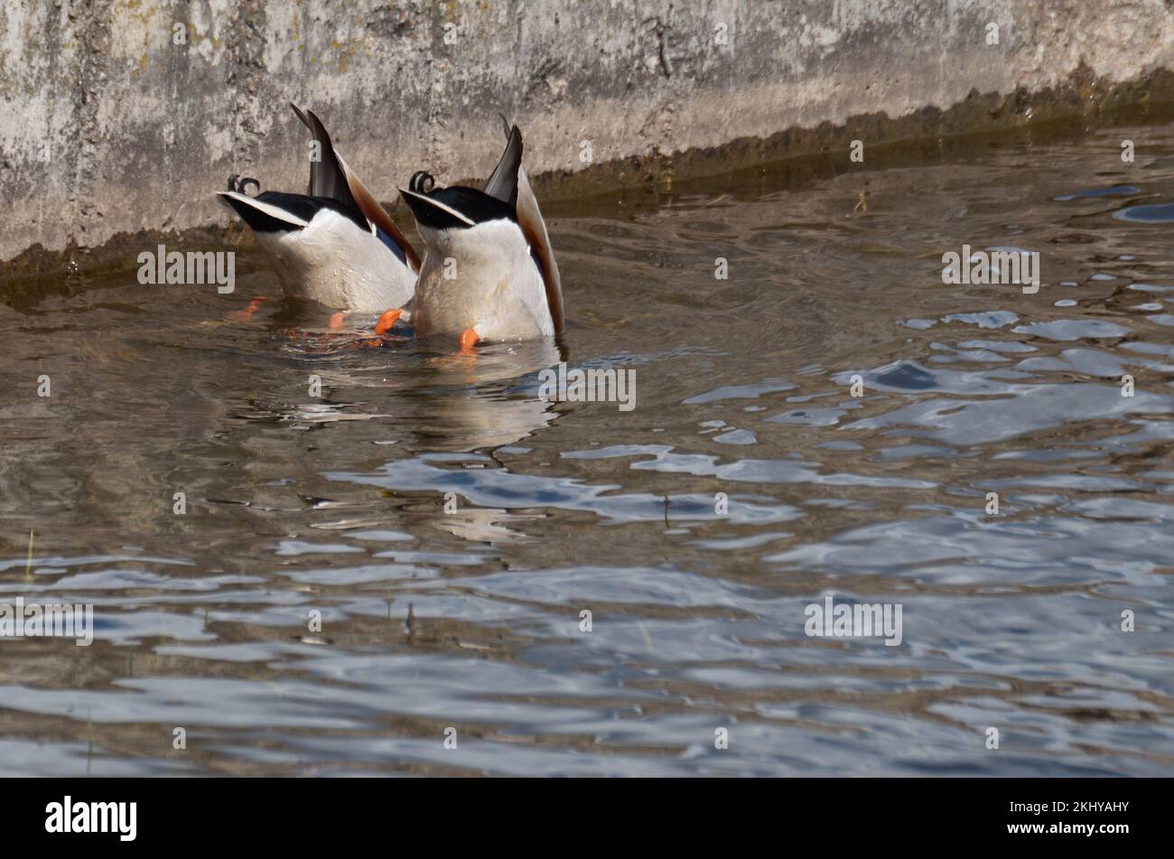 Two ducks floating on the water Stock Photo - Alamy