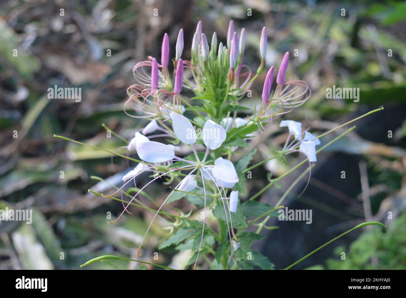 Close-up of Flower Cleome hassleriana, also known as spider flower ...