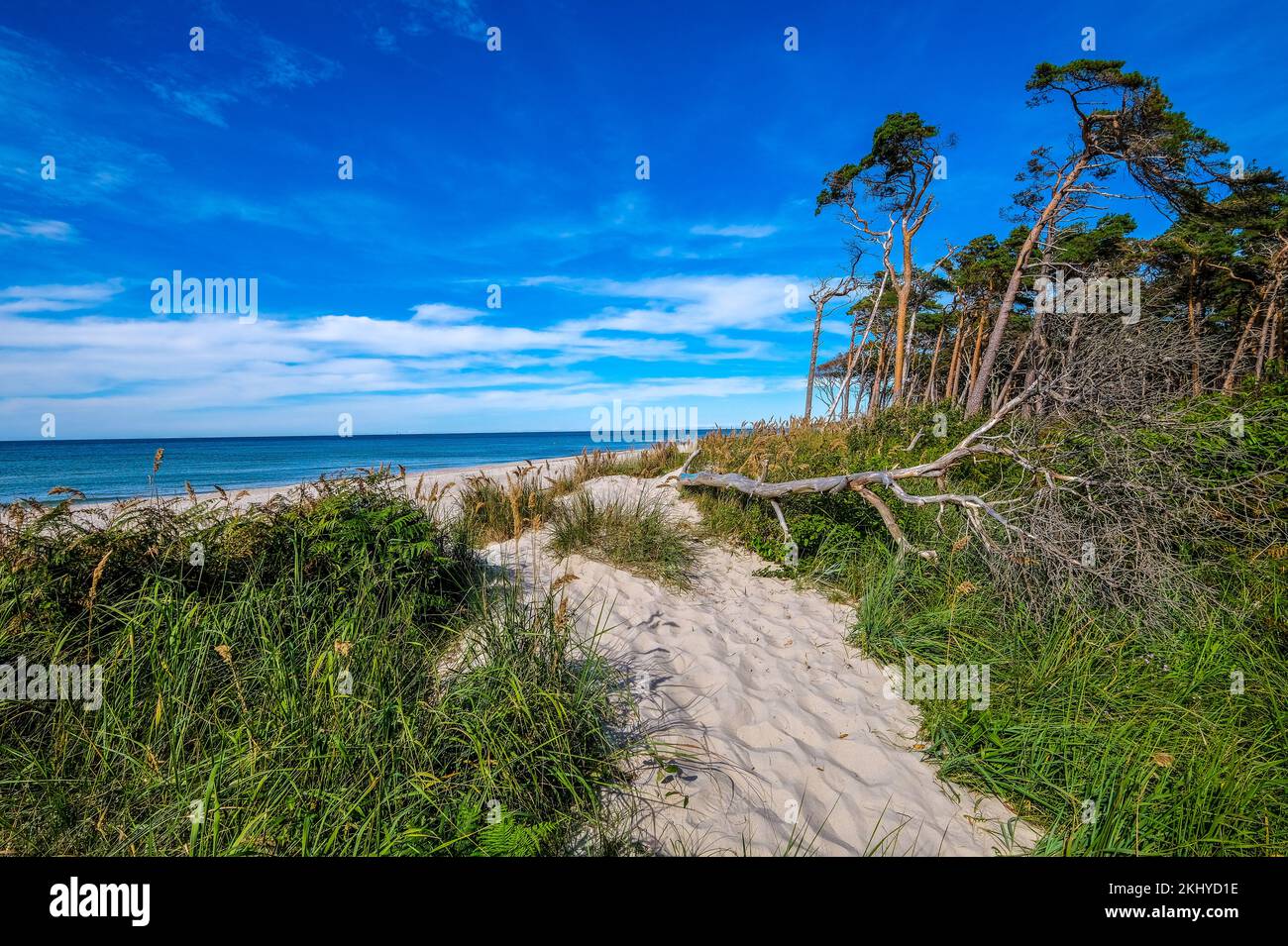 Born am Darss, Fischland-Darss-Zingst, Mecklenburg-Vorpommern, Germany ...