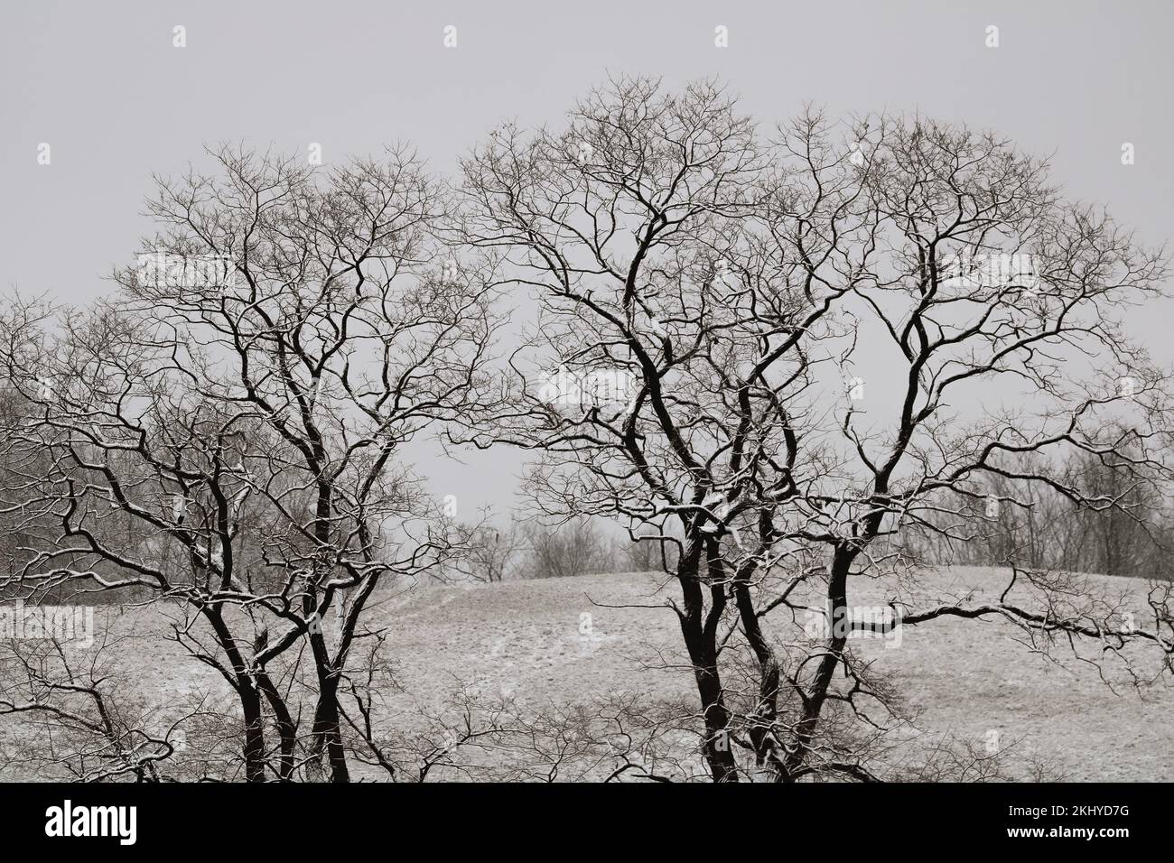 A view of snowy covered trees in the field Stock Photo - Alamy