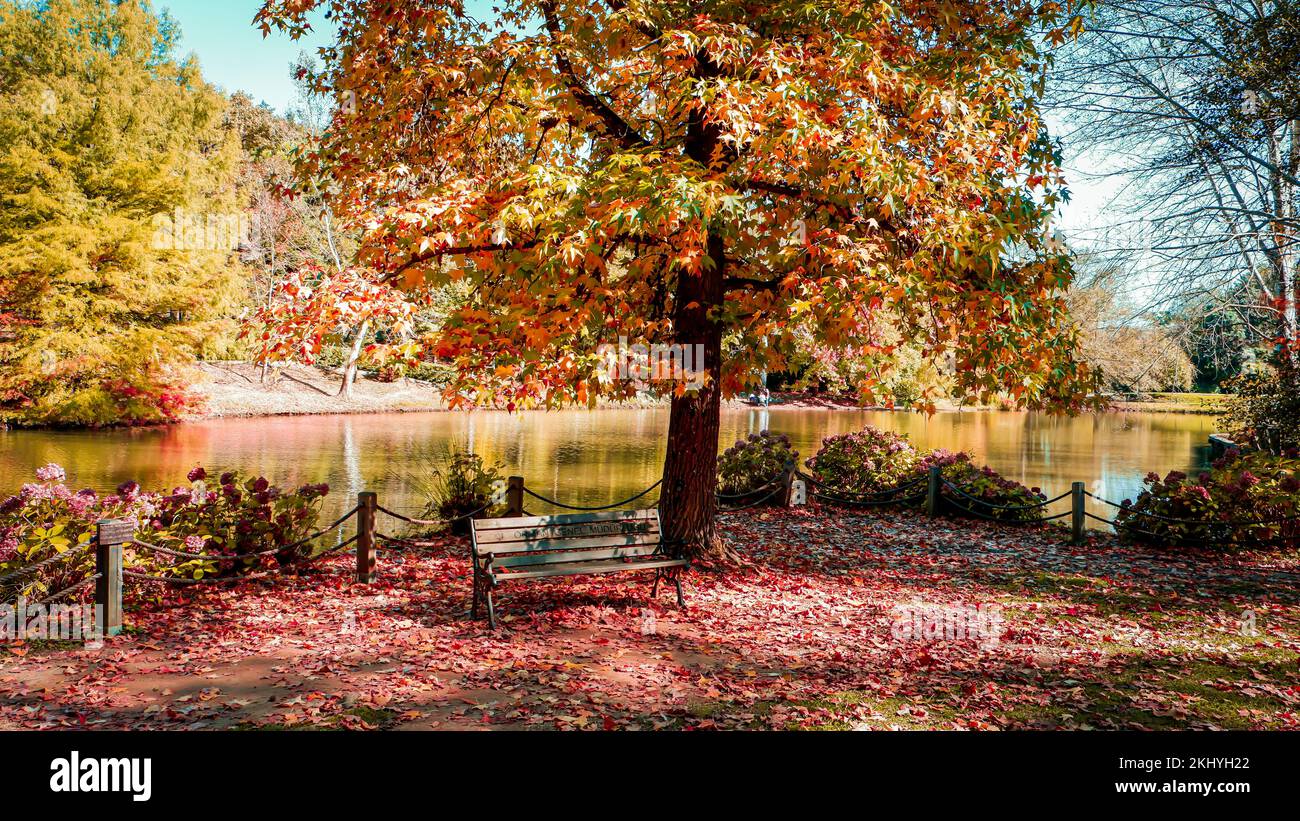 Colorful leaves falling from the tree in autumn. An empty bench by the ...