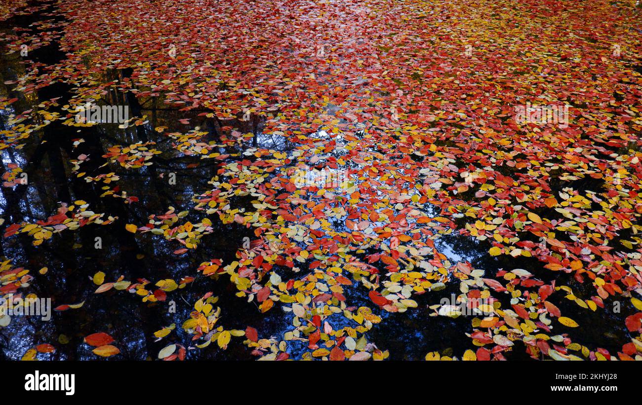 Yedigöller park october hi-res stock photography and images - Alamy