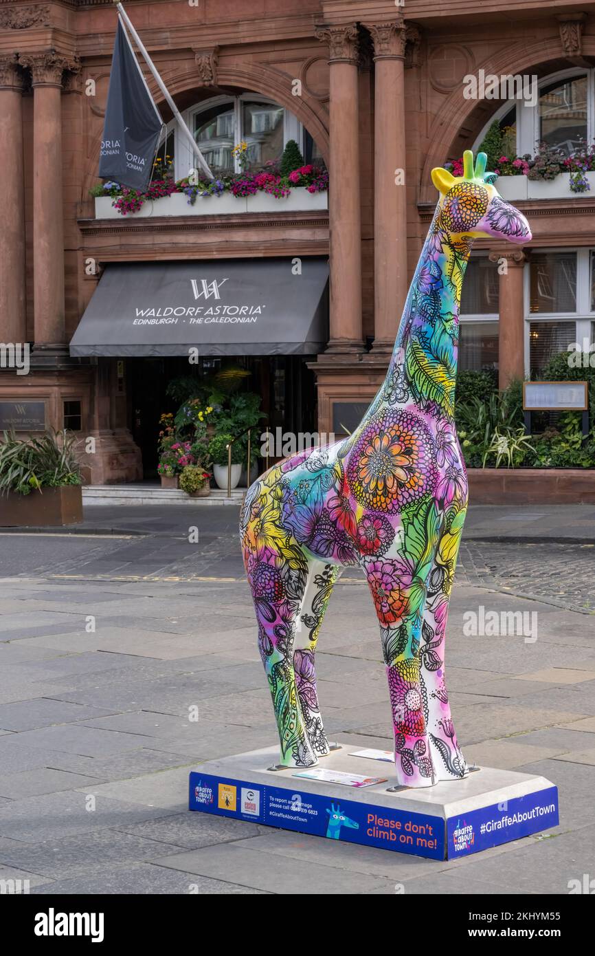 Giraffe feet hi-res stock photography and images - Alamy