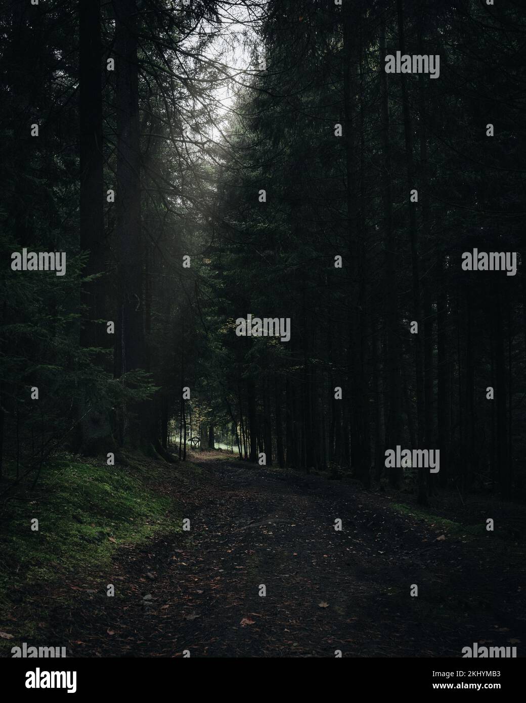 A beautiful view of a dark forest pathway Stock Photo - Alamy