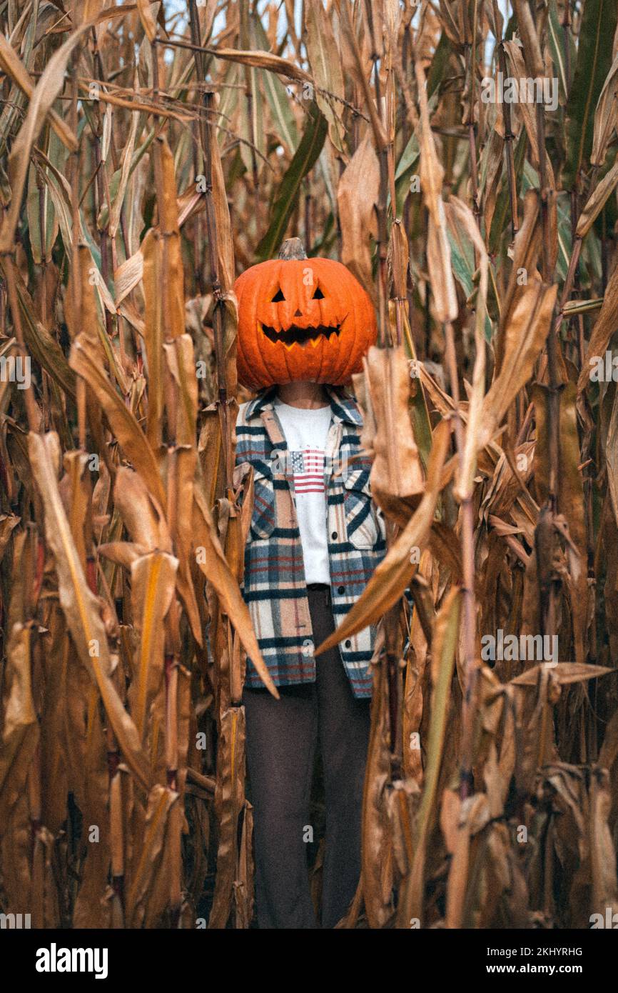A vertical view of person in a field corn with a craved pumpkin on ...