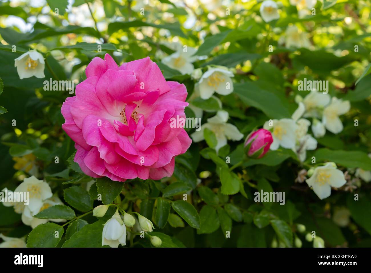 Rose and jasmine hi-res stock photography and images - Alamy