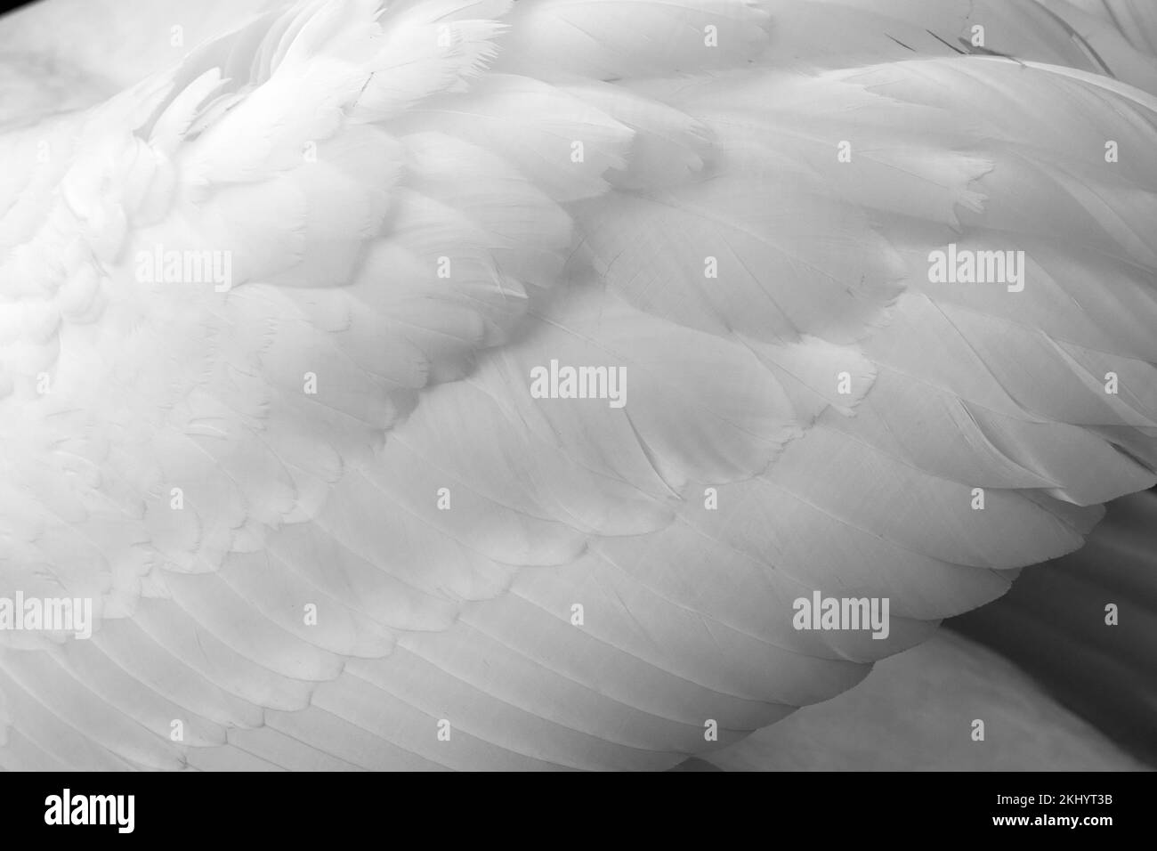 The delicate plumage of the Mute Swan. One of the UK's largest and ...