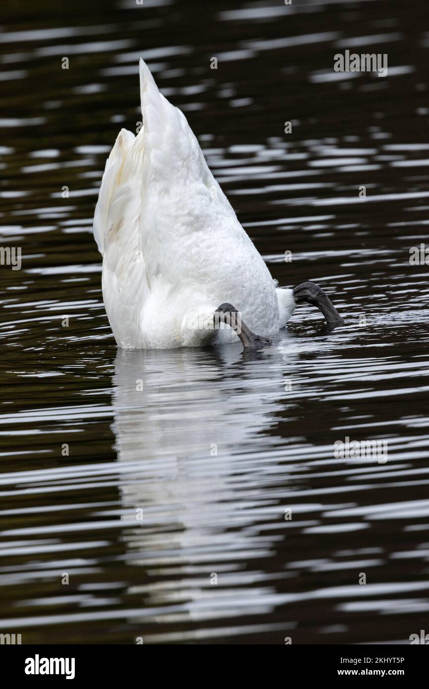 Mute Swans will spend a lot of time feeding using this method known as ...